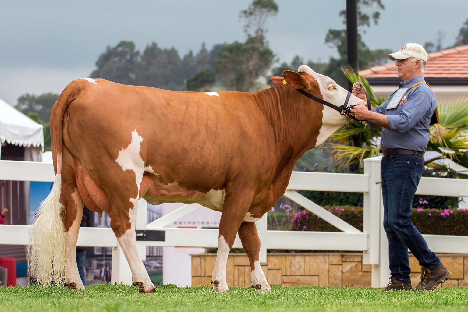 Show Cows Like a Champion: Step-by-Step Tips for Success ...