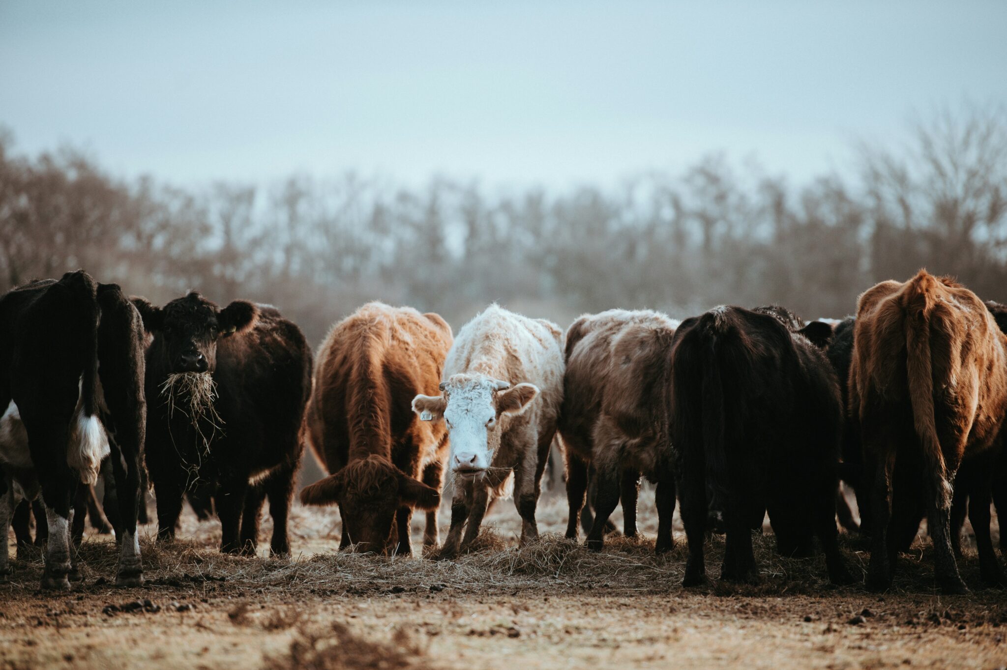 Beef Cattle Breeds: Understanding Their Origins and Characteristics ...