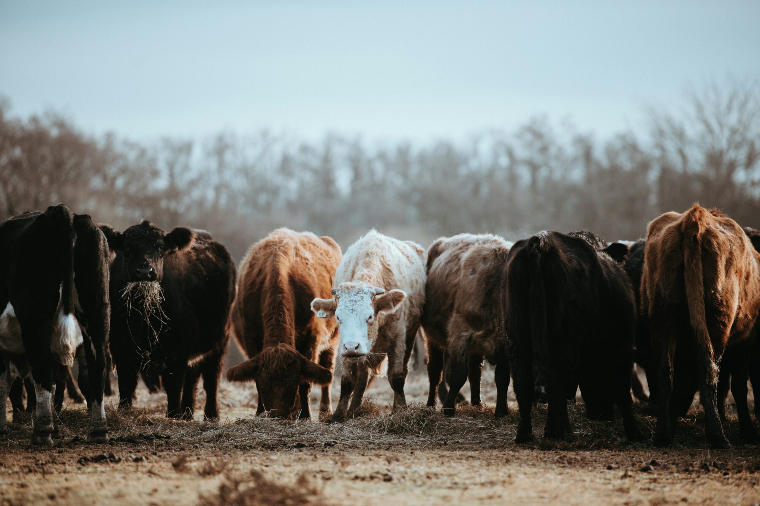 Beef Cattle Breeds: Understanding Their Origins and Characteristics ...