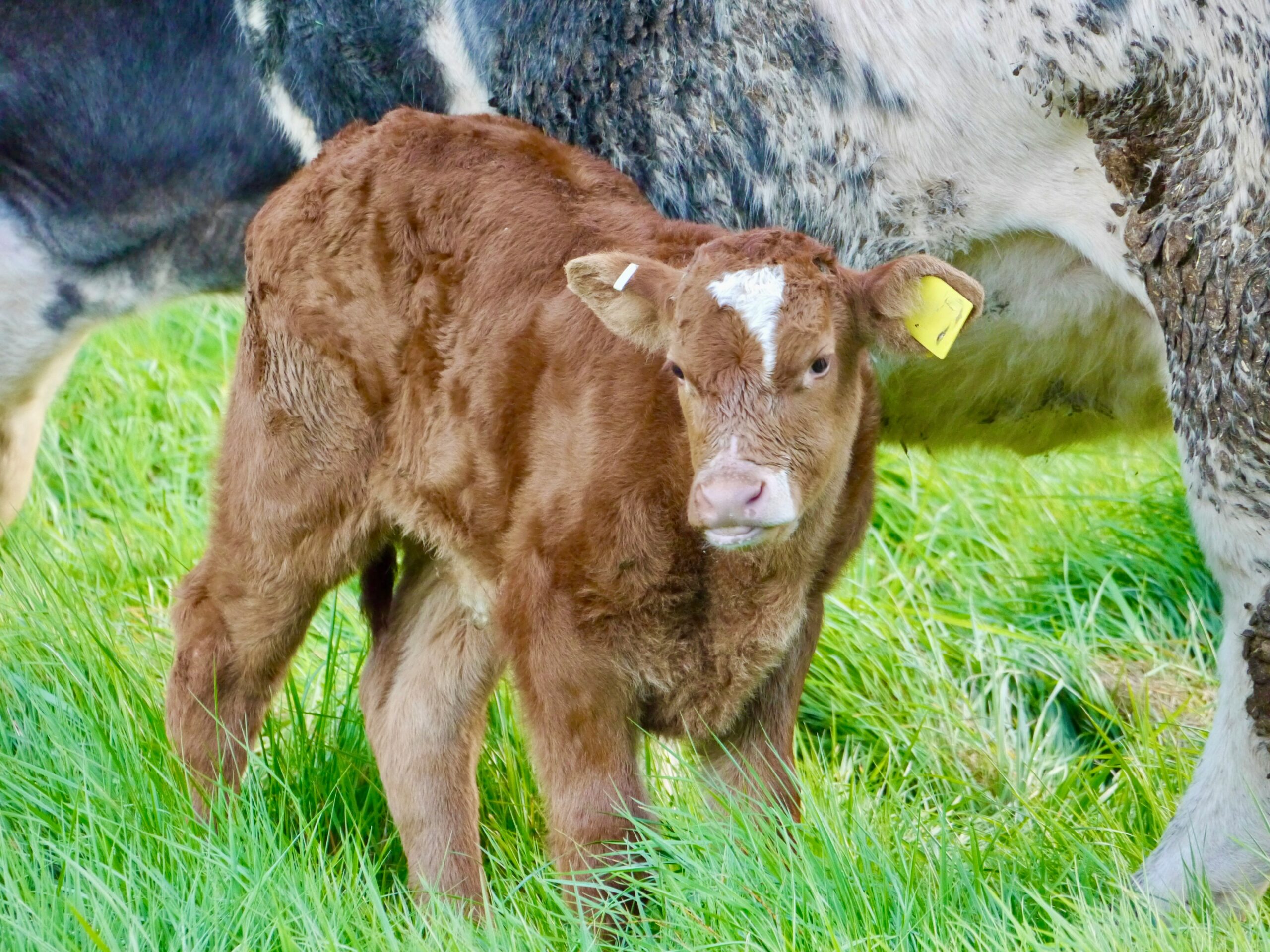 The Truth About Club Calves: What to Expect from Your Investment ...
