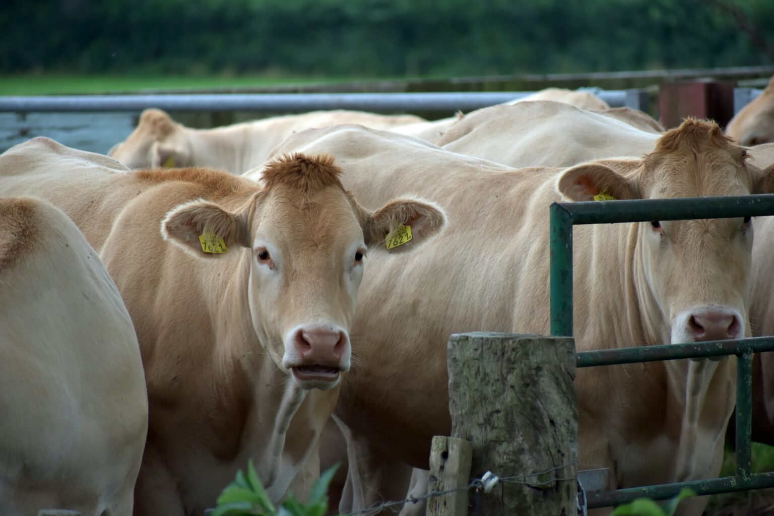 A Comprehensive Guide to Effective Cow Breeding Strategies ...