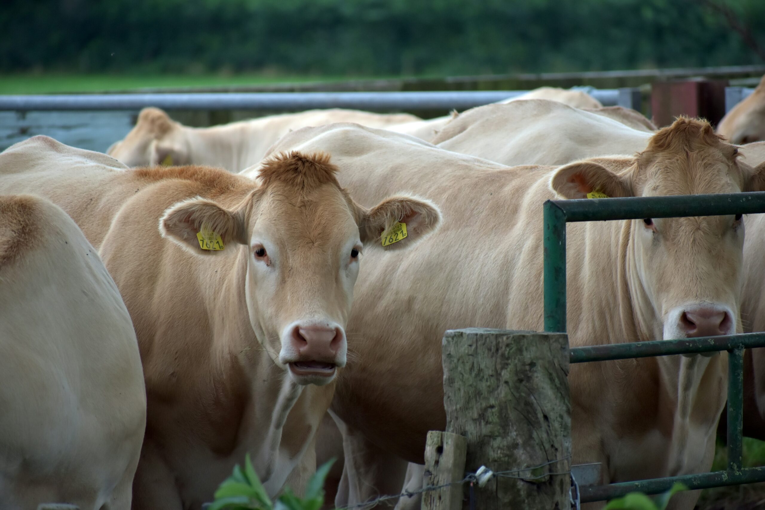 A Comprehensive Guide to Effective Cow Breeding Strategies ...