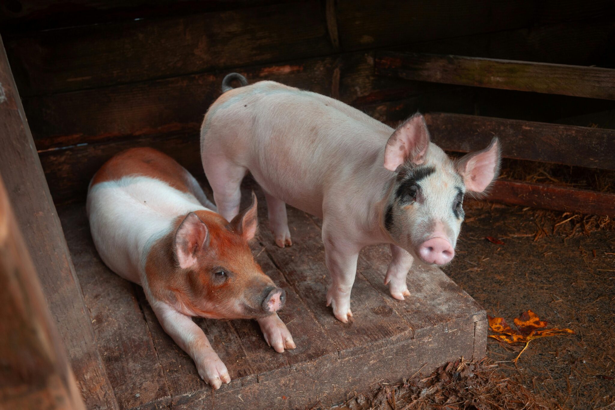 Pet Pigs: Mini Pigs, Pot-Bellied Pigs, and More - Livestockshowspecs