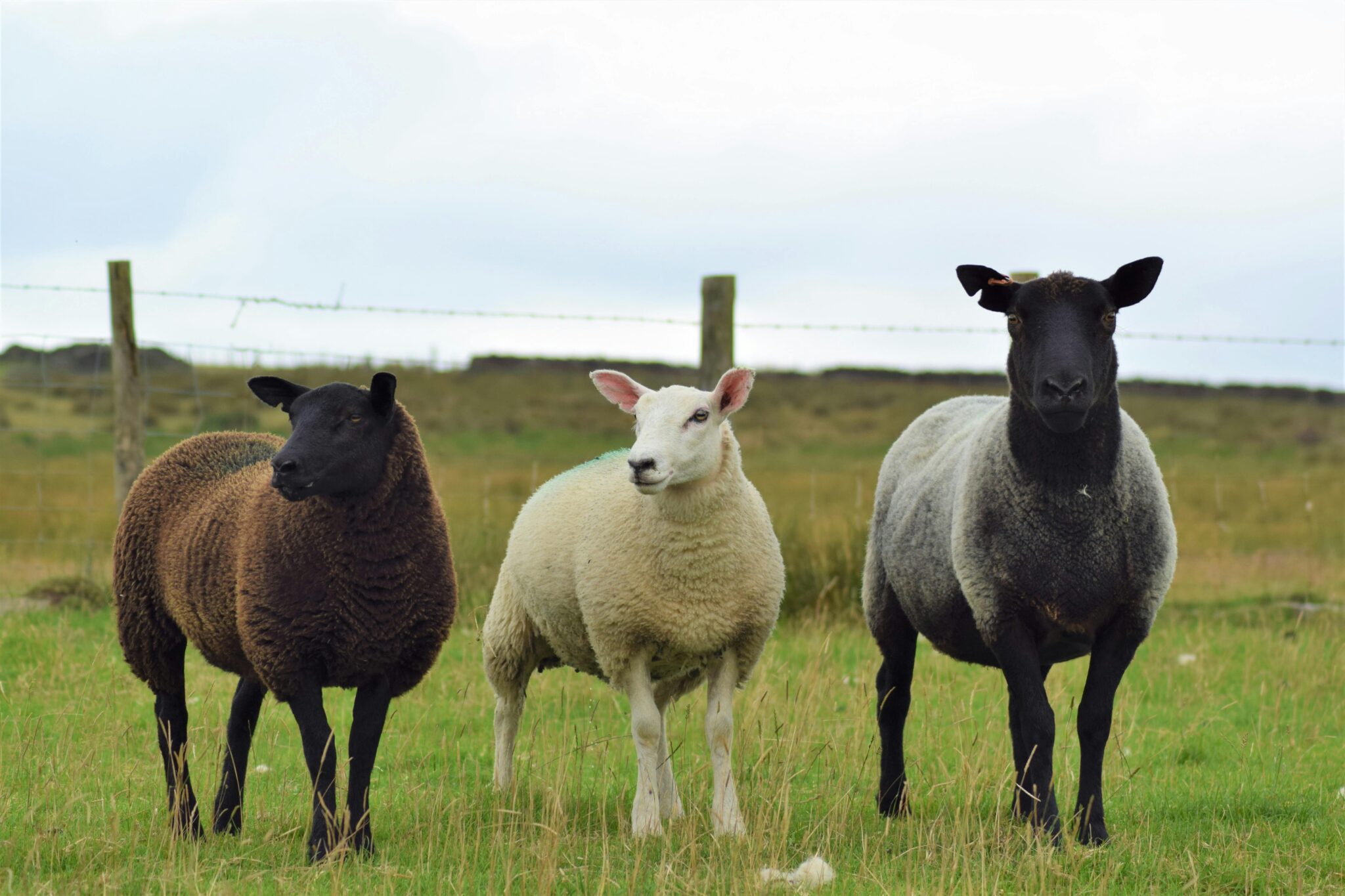 Comprehensive Guide to Sheep Breeds: Choosing the Perfect Breed for ...
