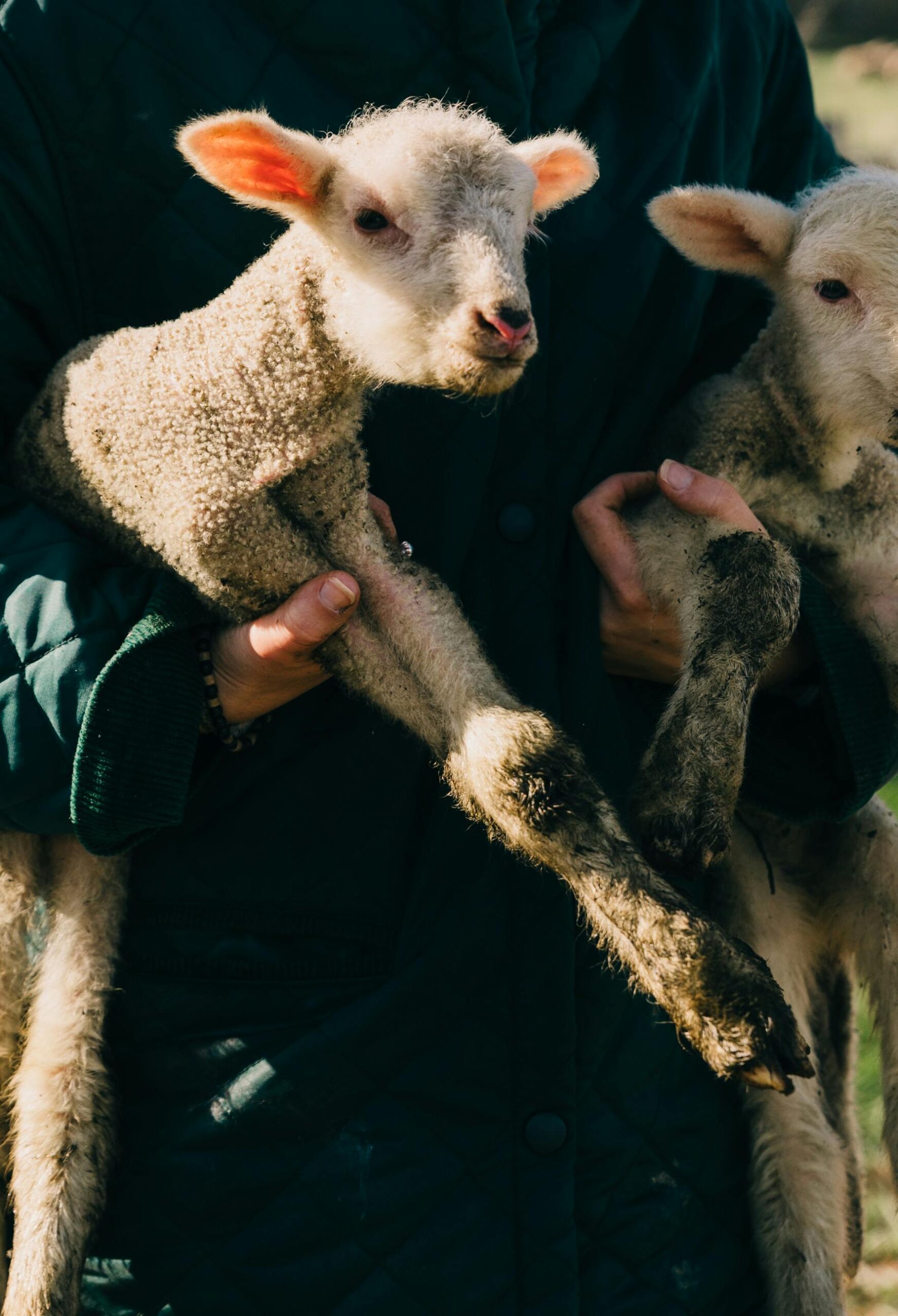 Lamb vs Sheep: Key Differences and What You Need to Know ...