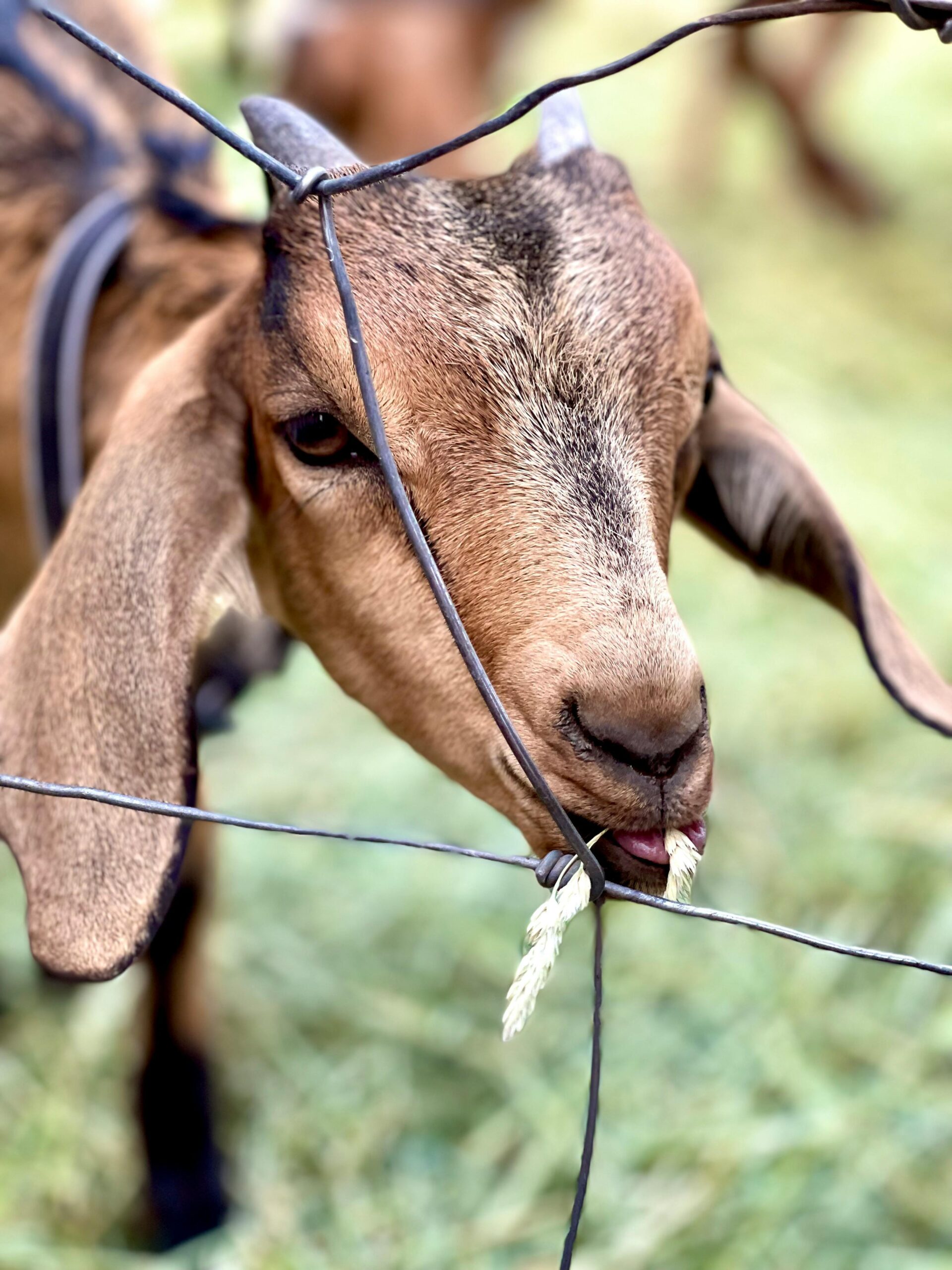 What to Feed Goats: Complete Guide to Goat Nutrition