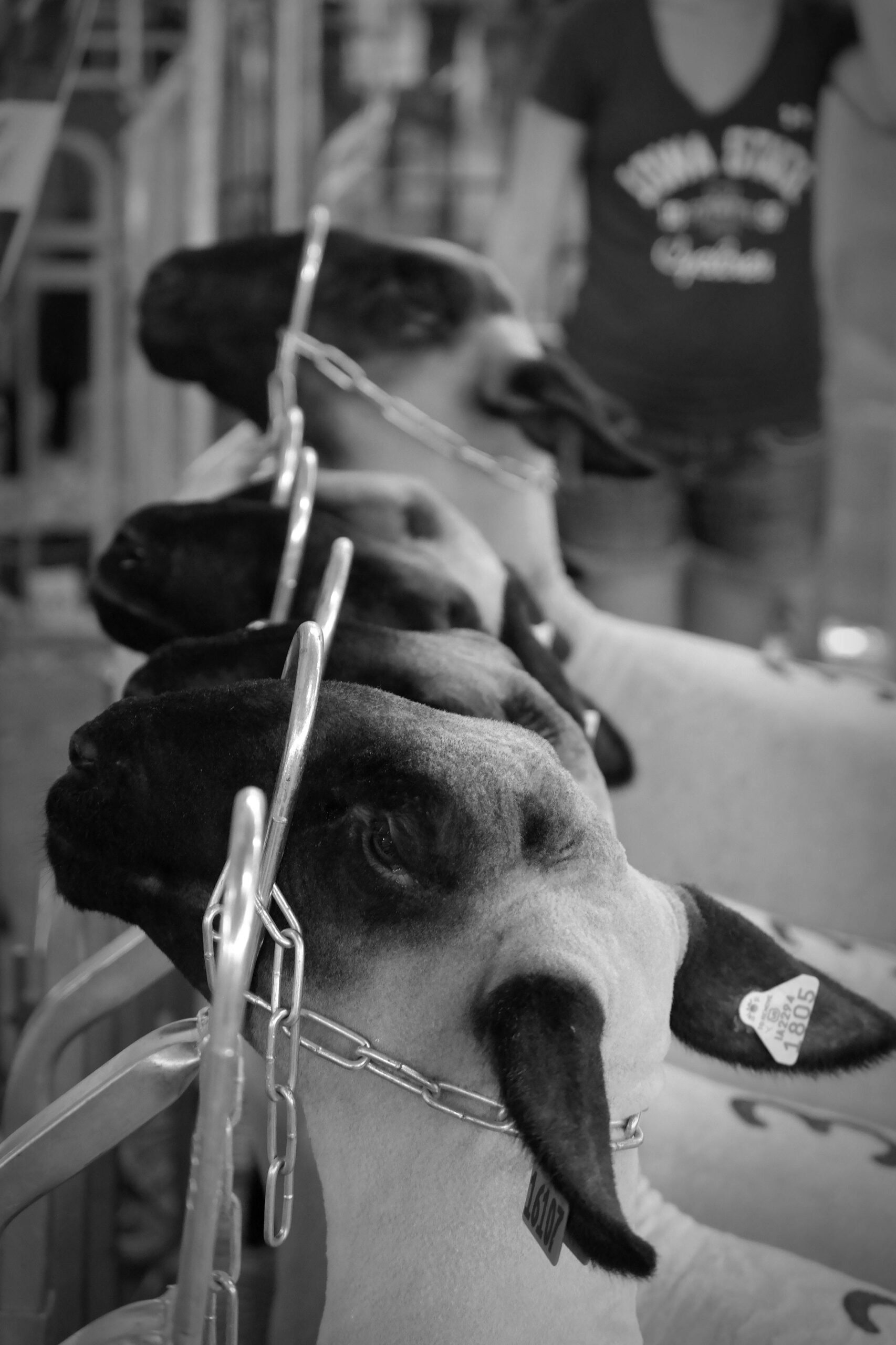 Guide to Livestock Show Animals - Livestockshowspecs