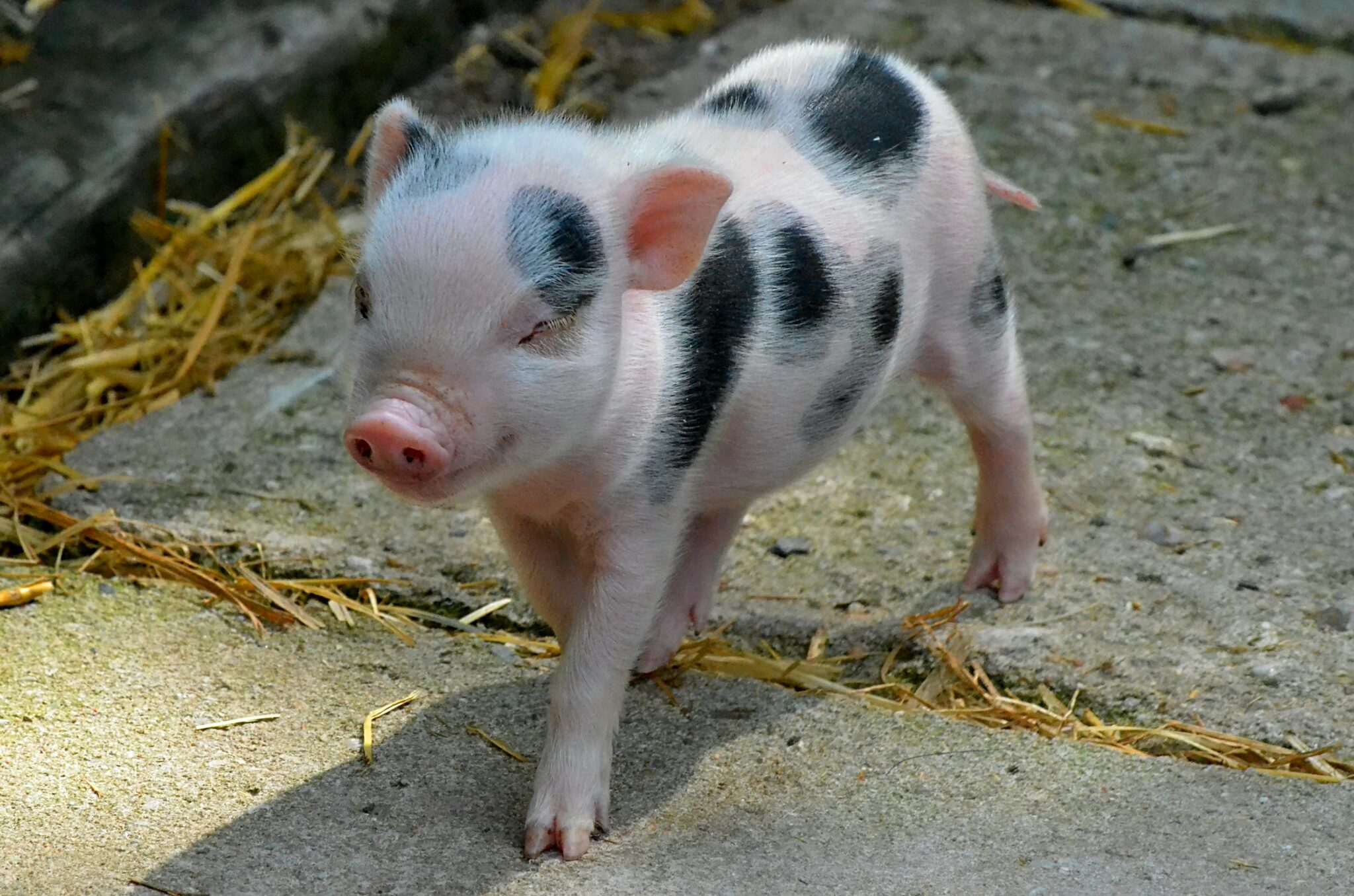 How Much Is a Mini Pig? The Real Cost of Owning a Pet Pig ...