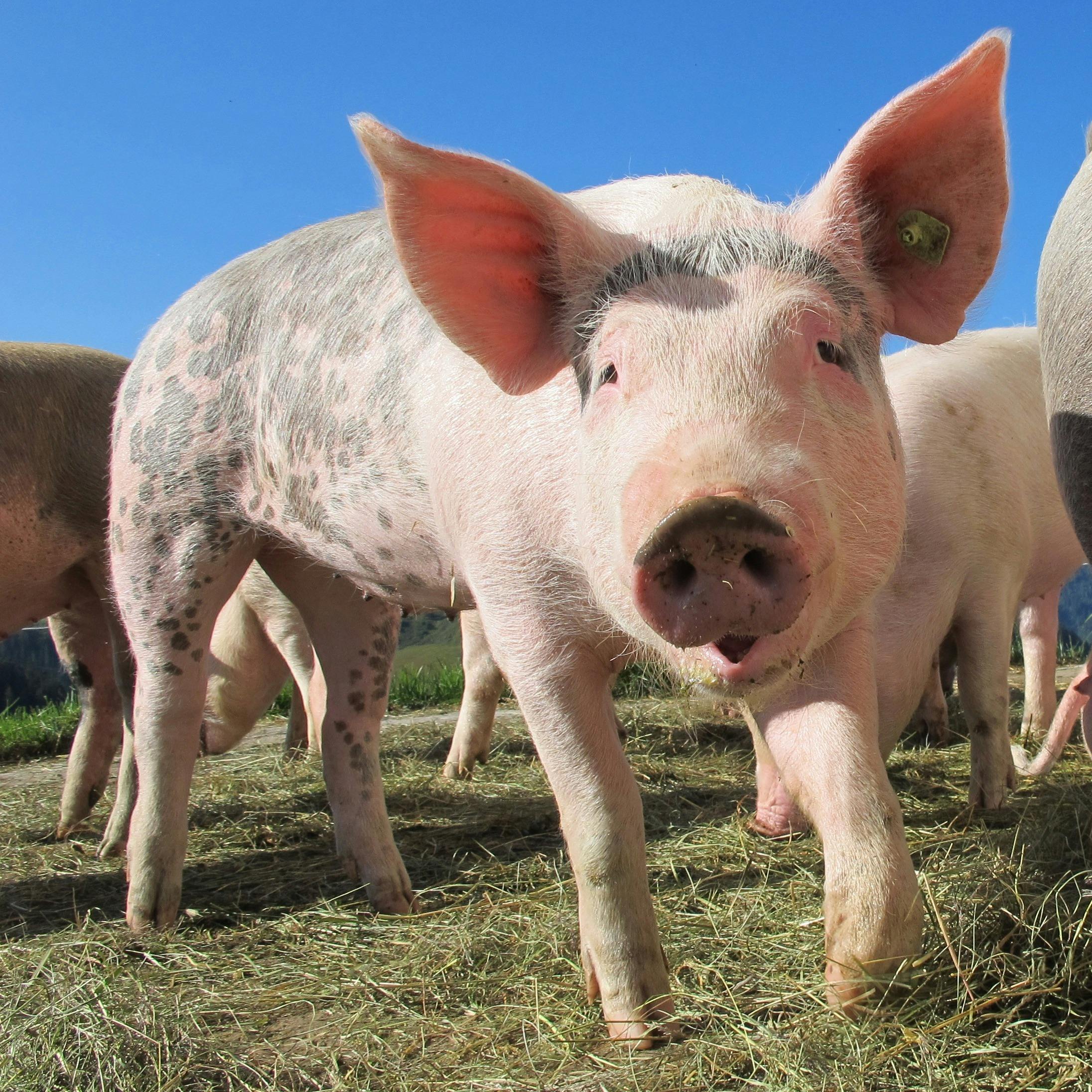 The Ultimate Guide to Types of Pigs: Breeds, History, and Show Insights ...