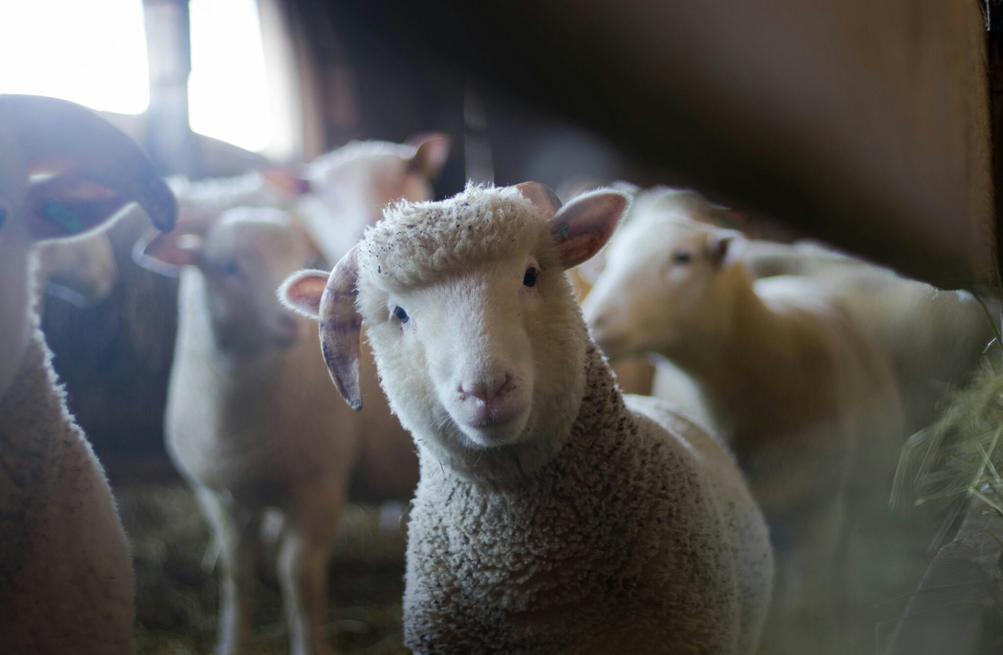 How to Raise Sheep: A Beginner’s Guide for Small Farms and Show ...
